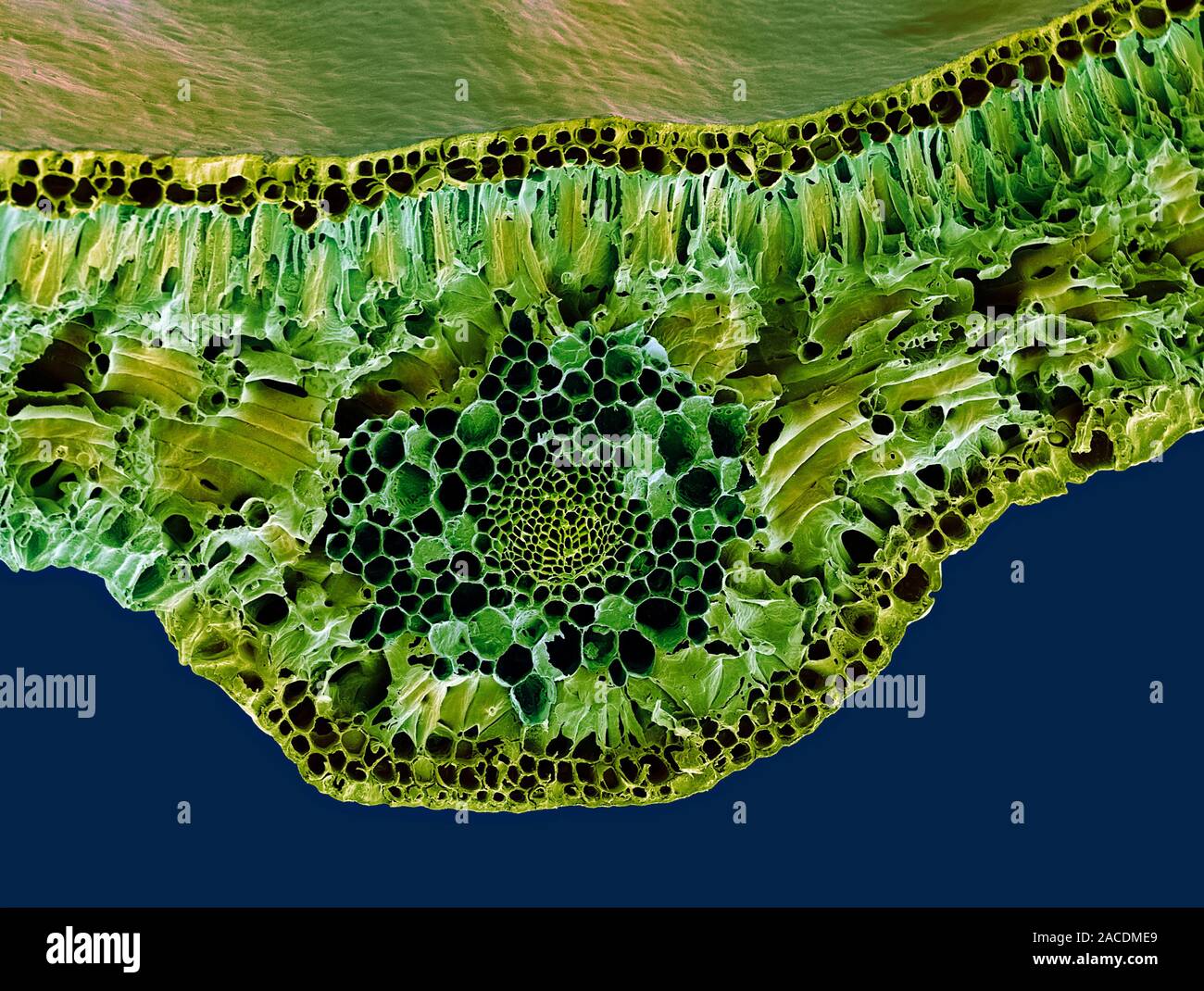 Leaf midrib. Coloured scanning electron micrograph (SEM) of a section ...