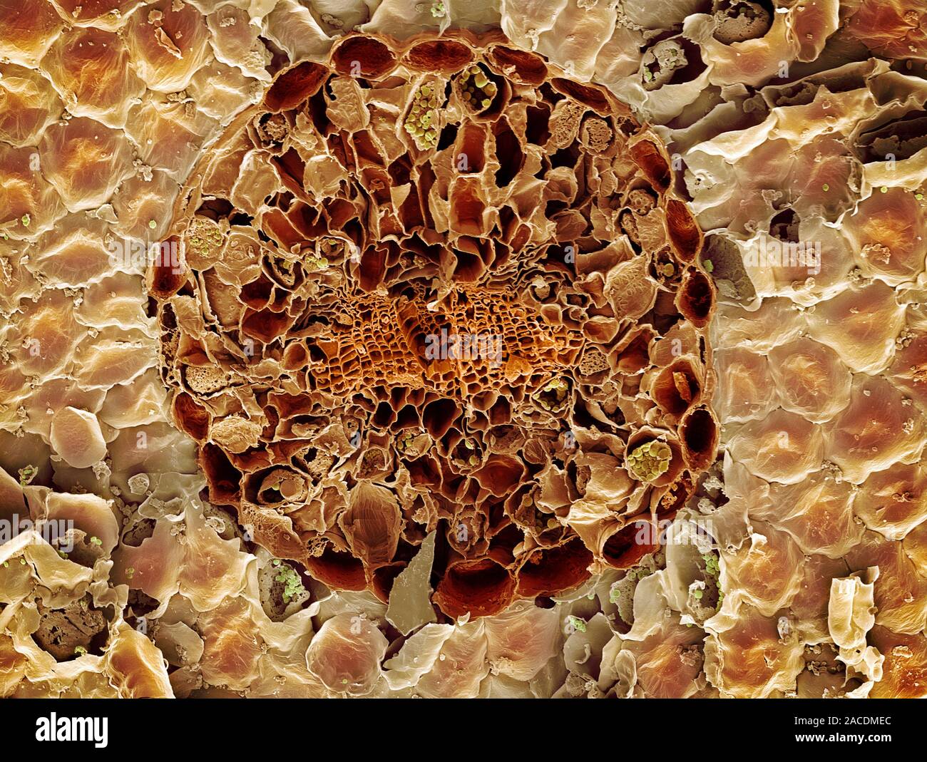 Conifer needle. Coloured scanning electron micrograph (SEM) of a ...