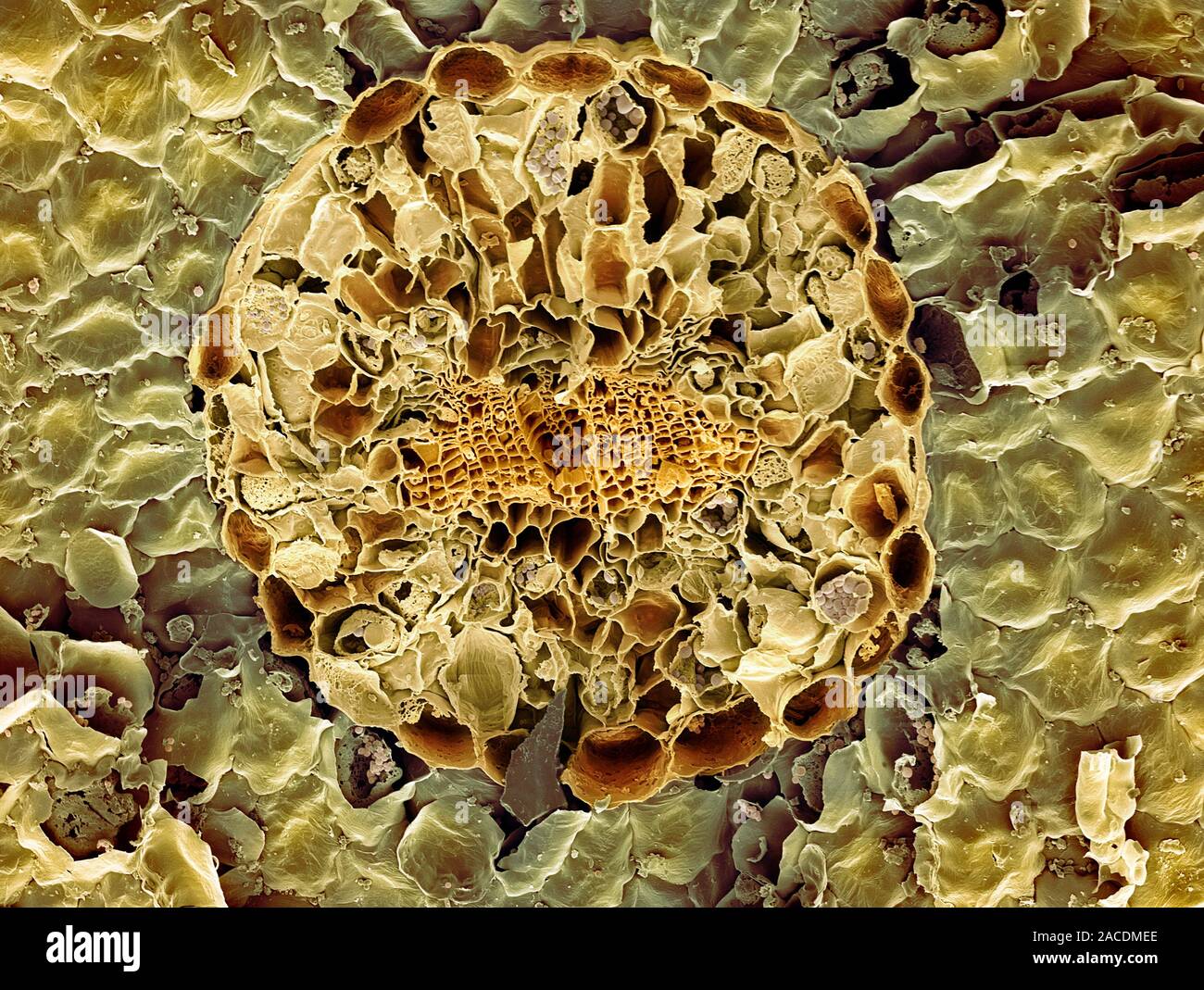 Conifer needle. Coloured scanning electron micrograph (SEM) of a ...