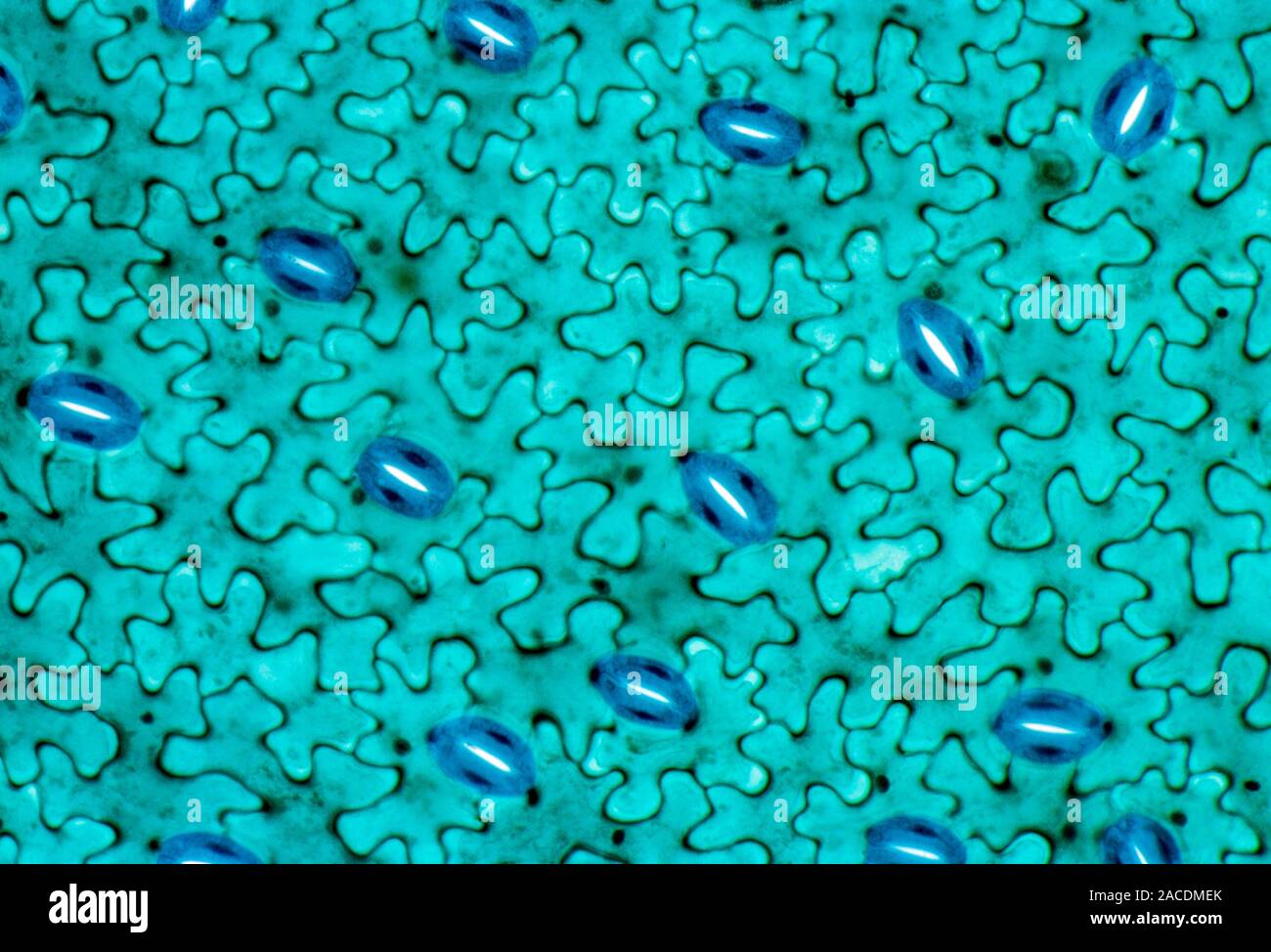 Plant stomata. Light micrograph of stomata (white) on the surface of a ...