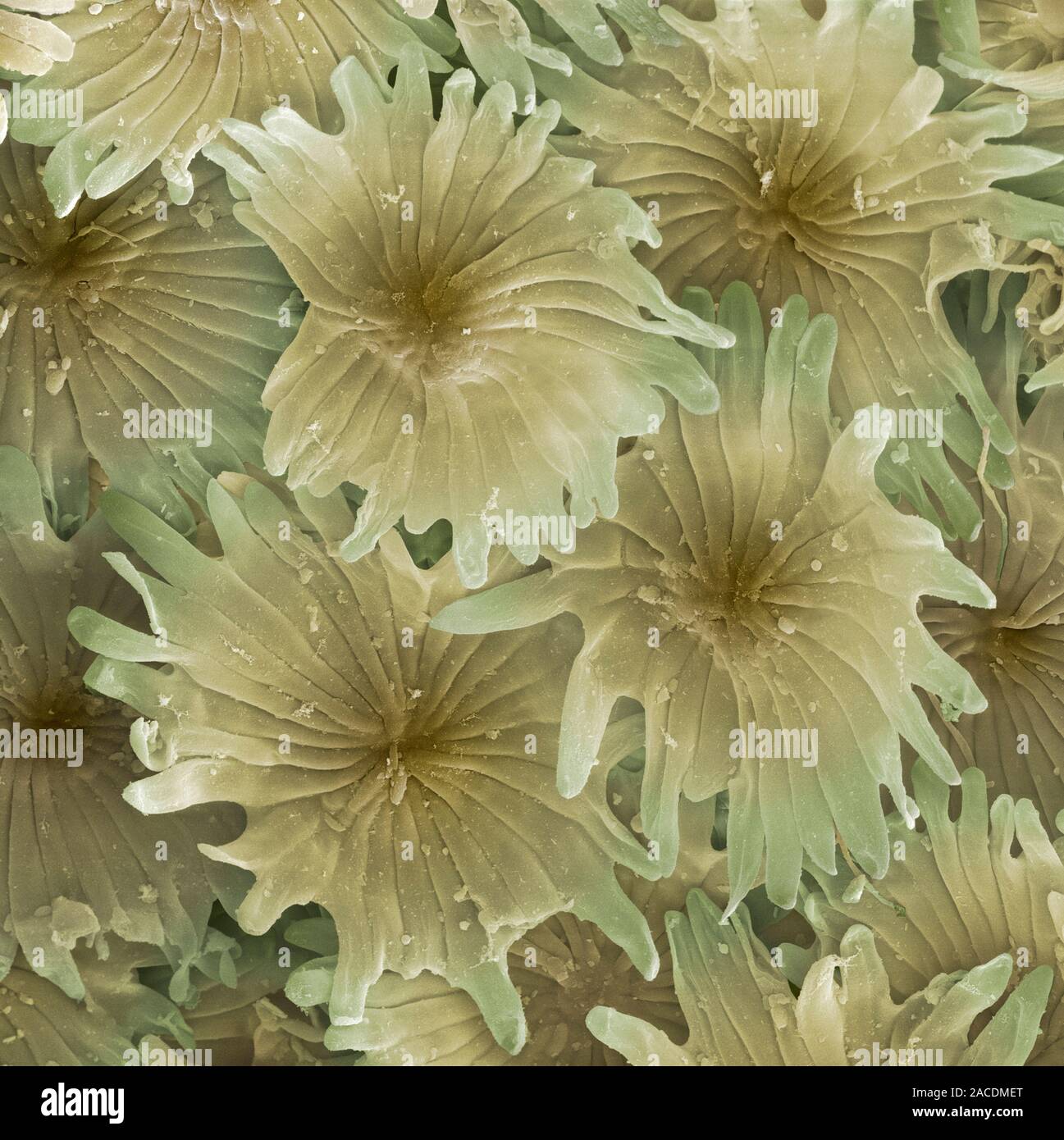 Olive leaf trichomes. Coloured scanning electron micrograph (SEM) of ...