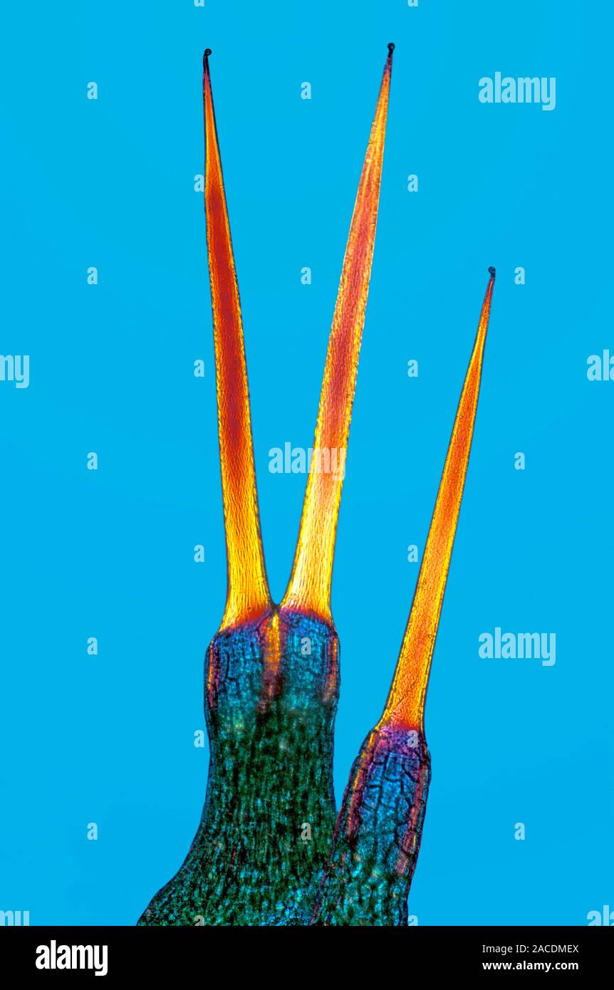 Stinging nettle hairs. Polarised light micrograph of three stinging ...
