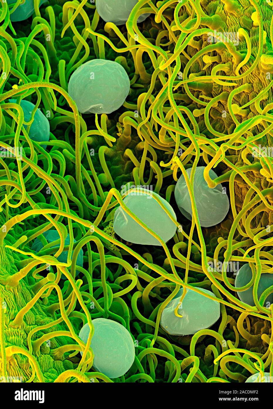 Sage leaf. Coloured scanning electron micrograph (SEM) of a sage leaf ...