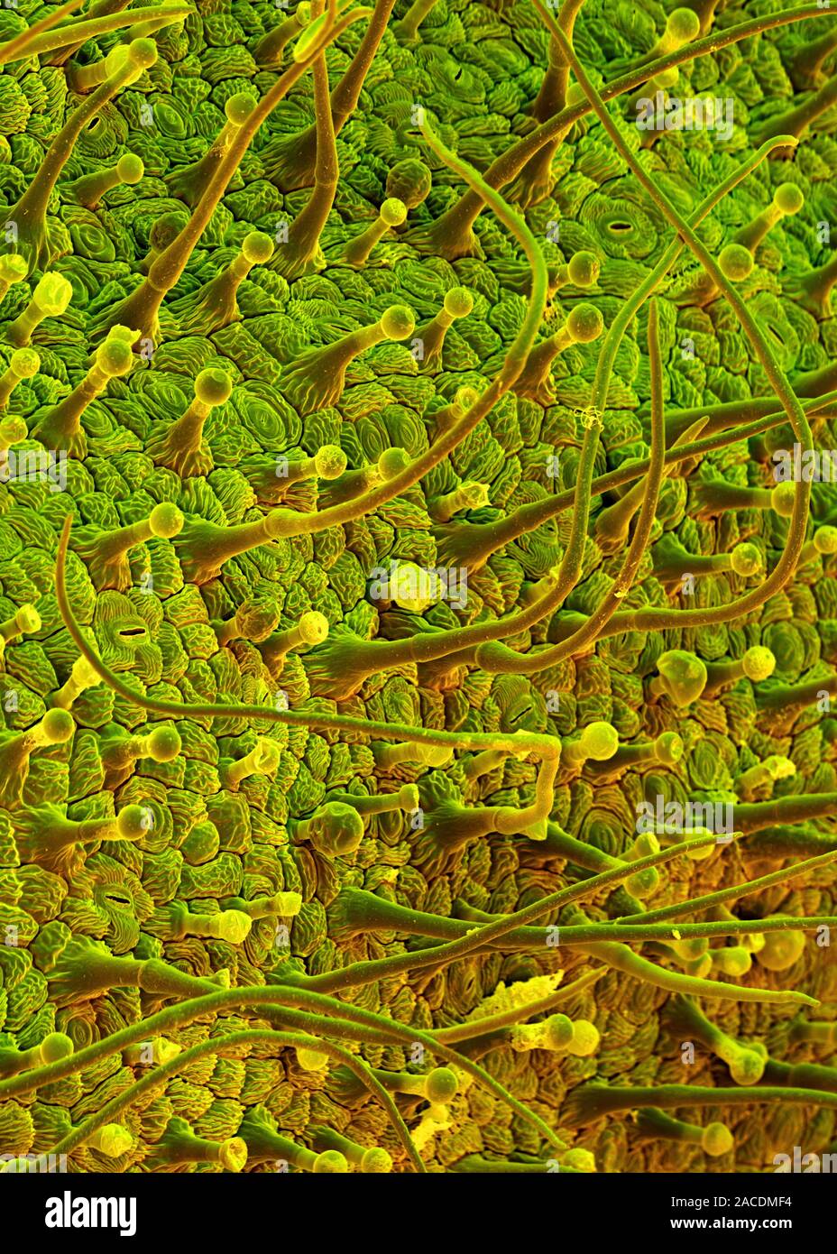 Sage leaf. Coloured scanning electron micrograph (SEM) of a sage leaf ...