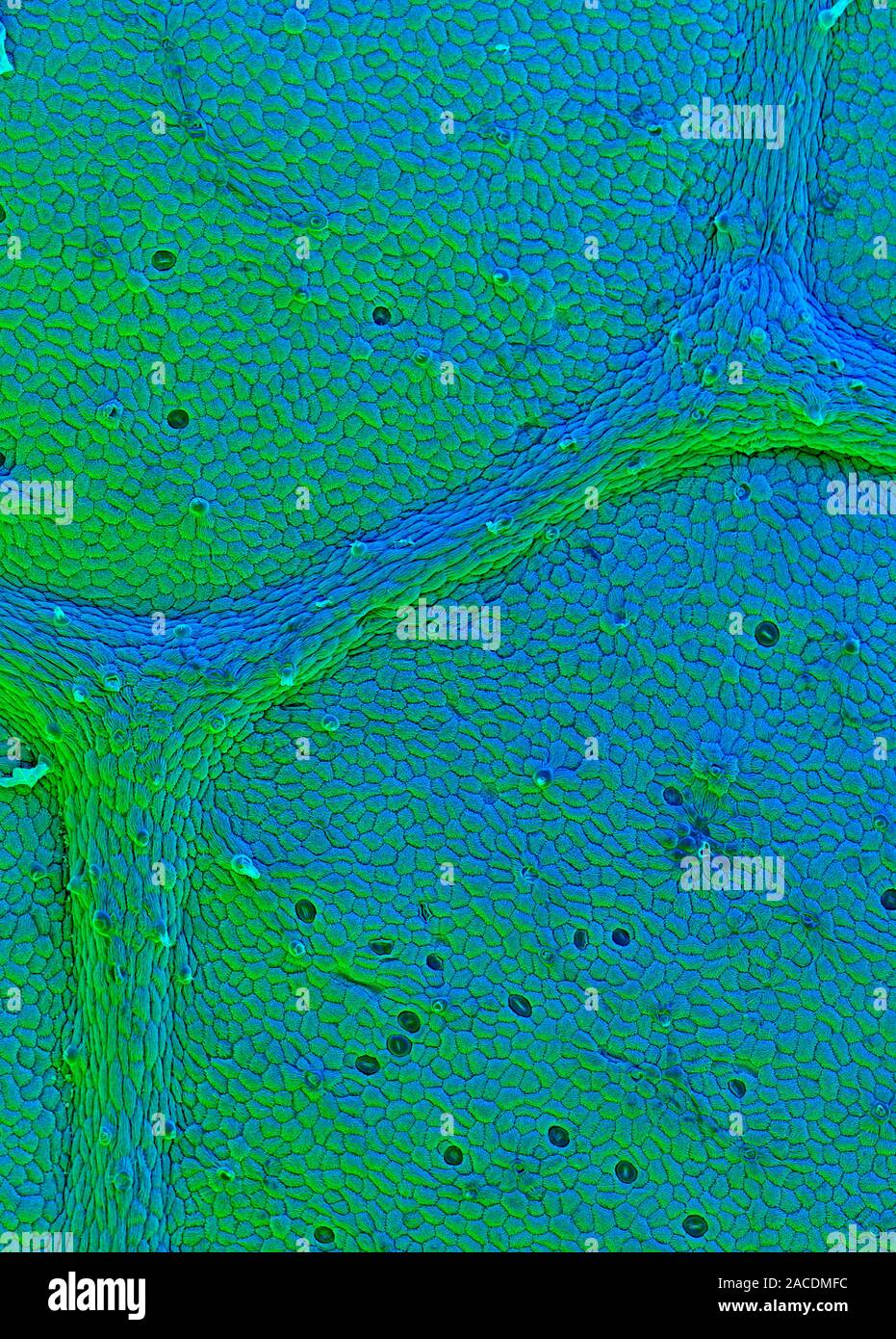 Coltsfoot leaf. Coloured scanning electron micrograph (SEM) of a ...