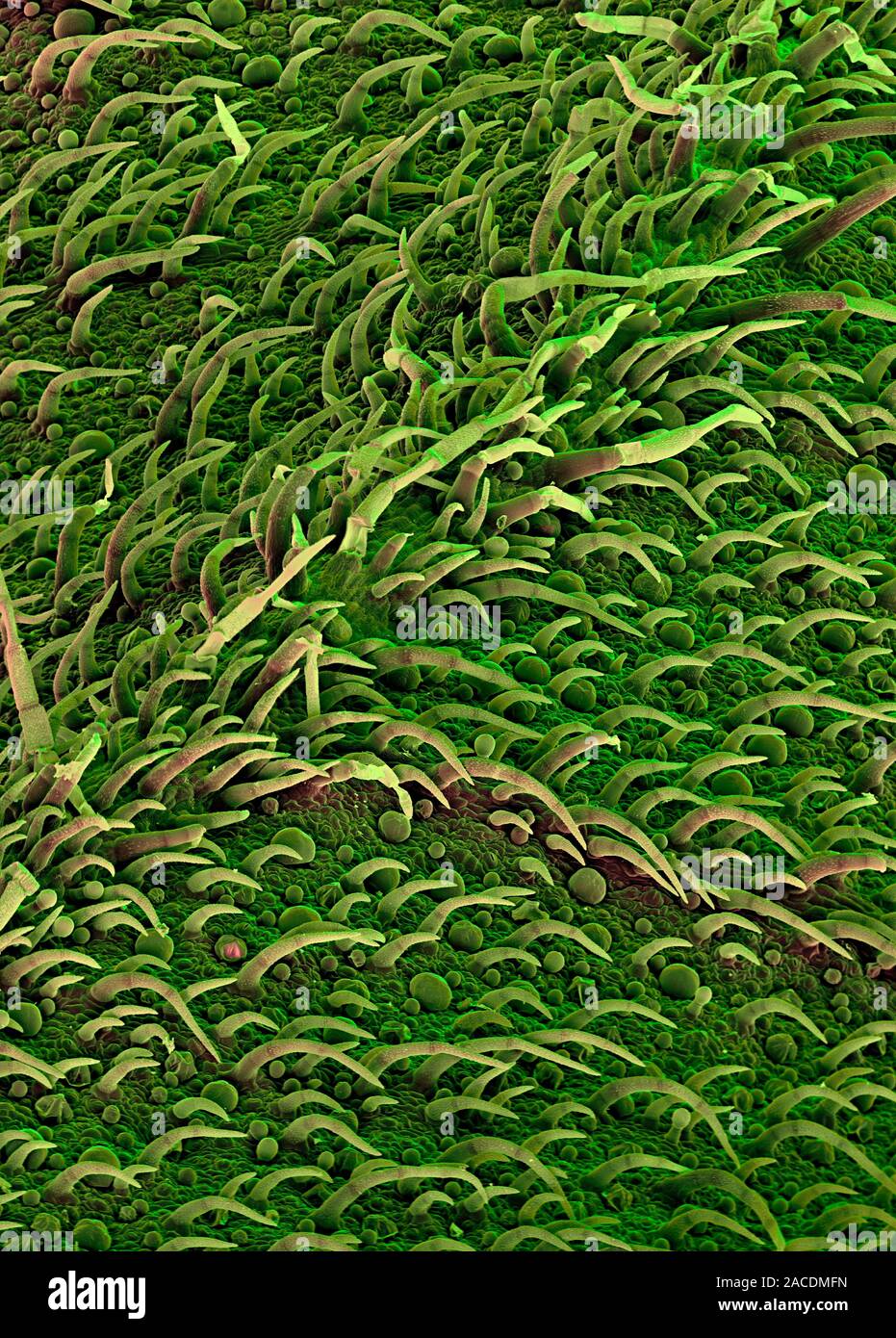 Sage leaf. Coloured scanning electron micrograph (SEM) of a sage leaf ...