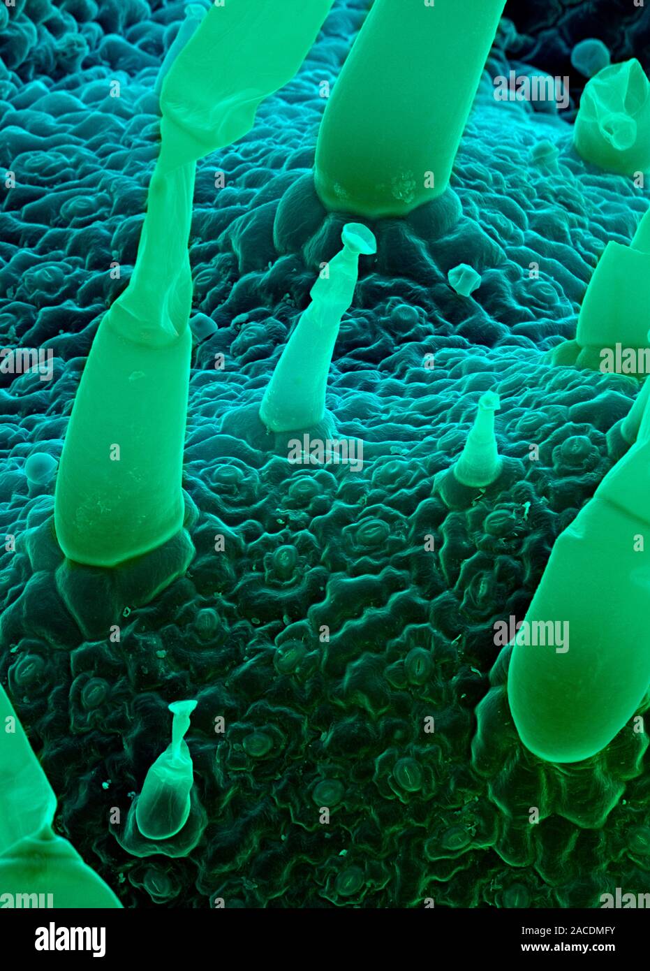 Clary sage. Coloured scanning electron micrograph (SEM) of a leaf of ...