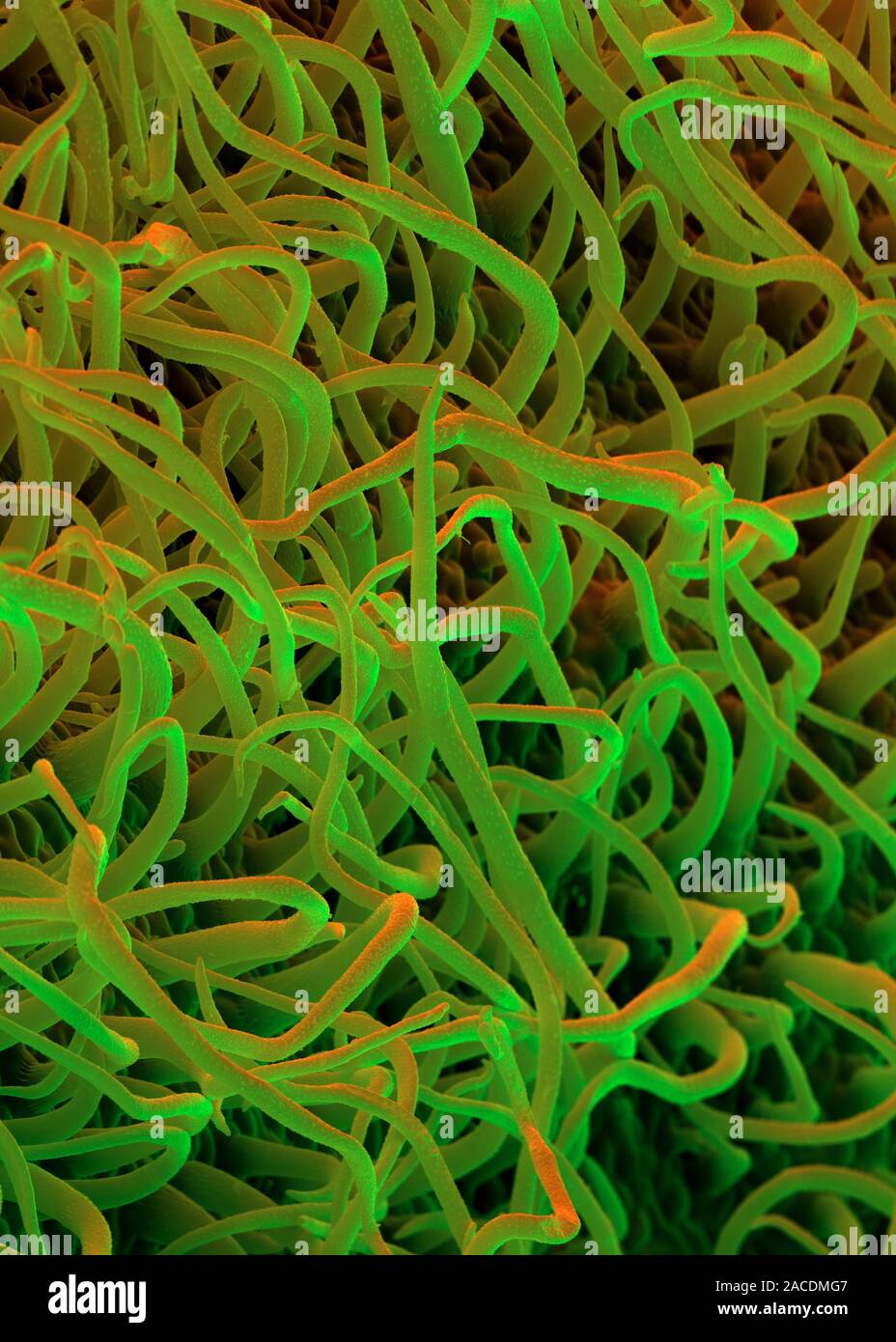 Rosemary (Rosmarinus officinalis). Coloured scanning electron ...