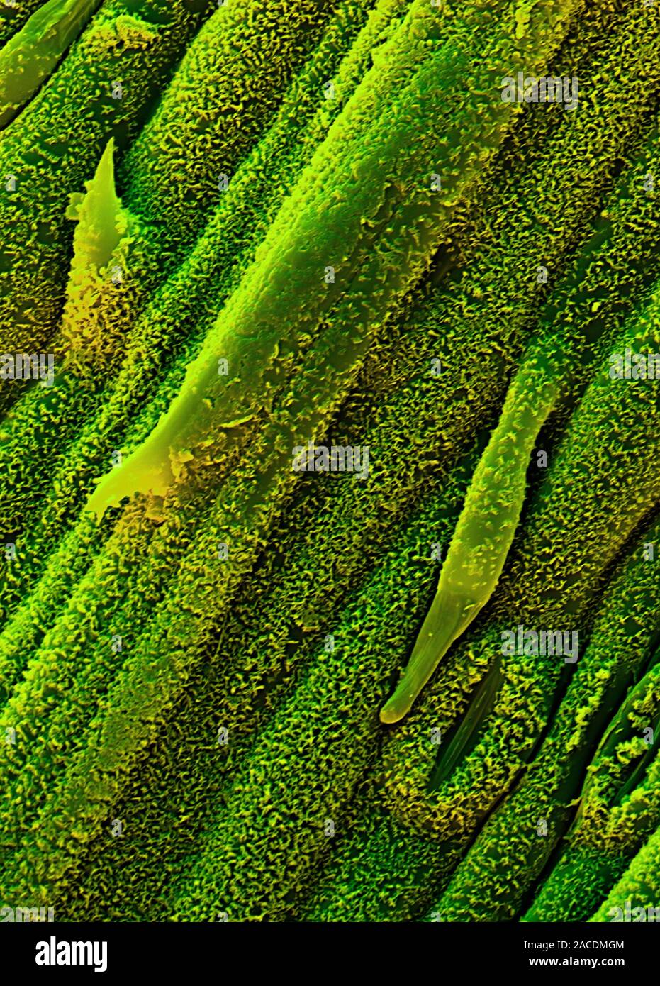 Lemon grass (Cymbopogon citratus) leaf surface showing wax crystals ...