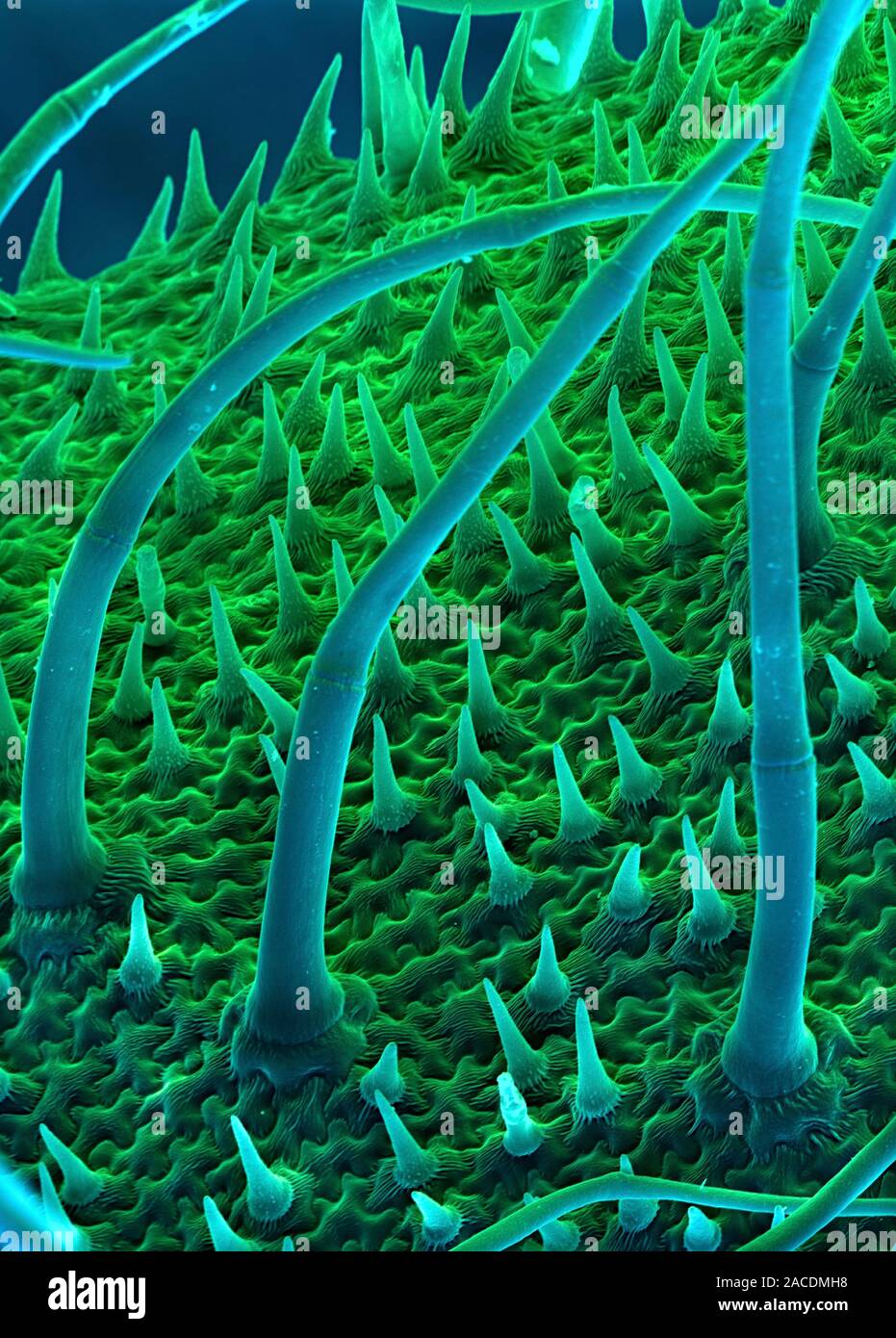 Lemongrass leaf. Coloured scanning electron micrograph (SEM) of hairs ...