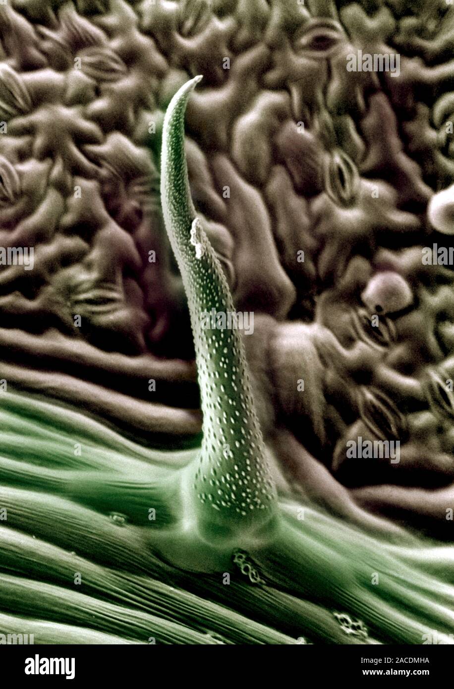 Lantana Leaf Trichome Coloured Scanning Electron Micrograph Sem Of A