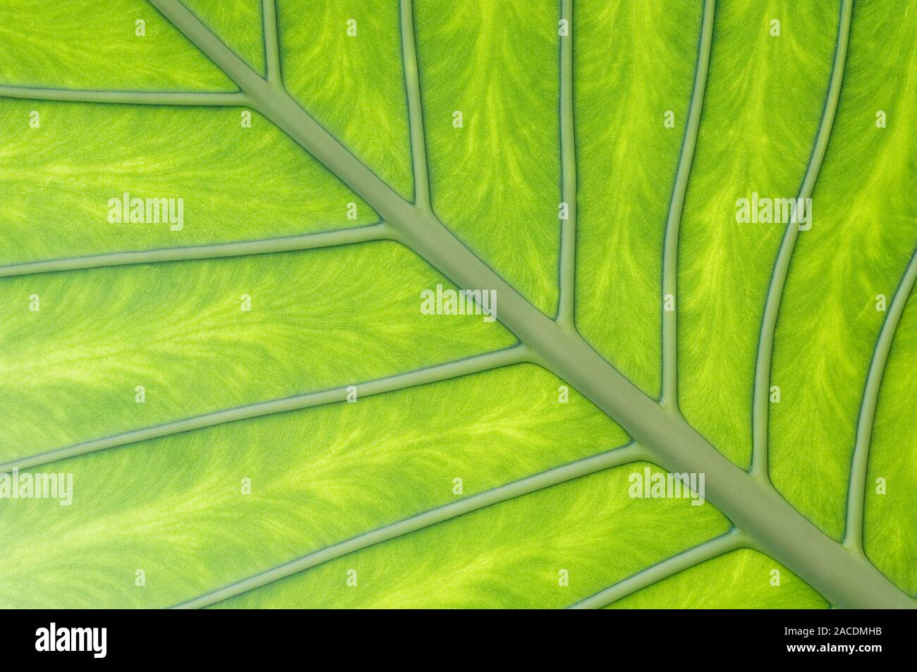 Leaf mid-rib and veins. The mid-rib is the main, central vein of a leaf ...