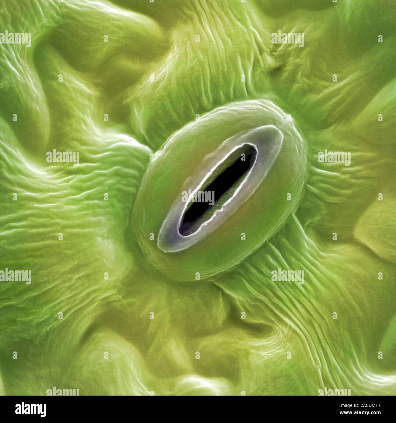 French lavender leaf pore. Coloured scanning electron micrograph (SEM ...