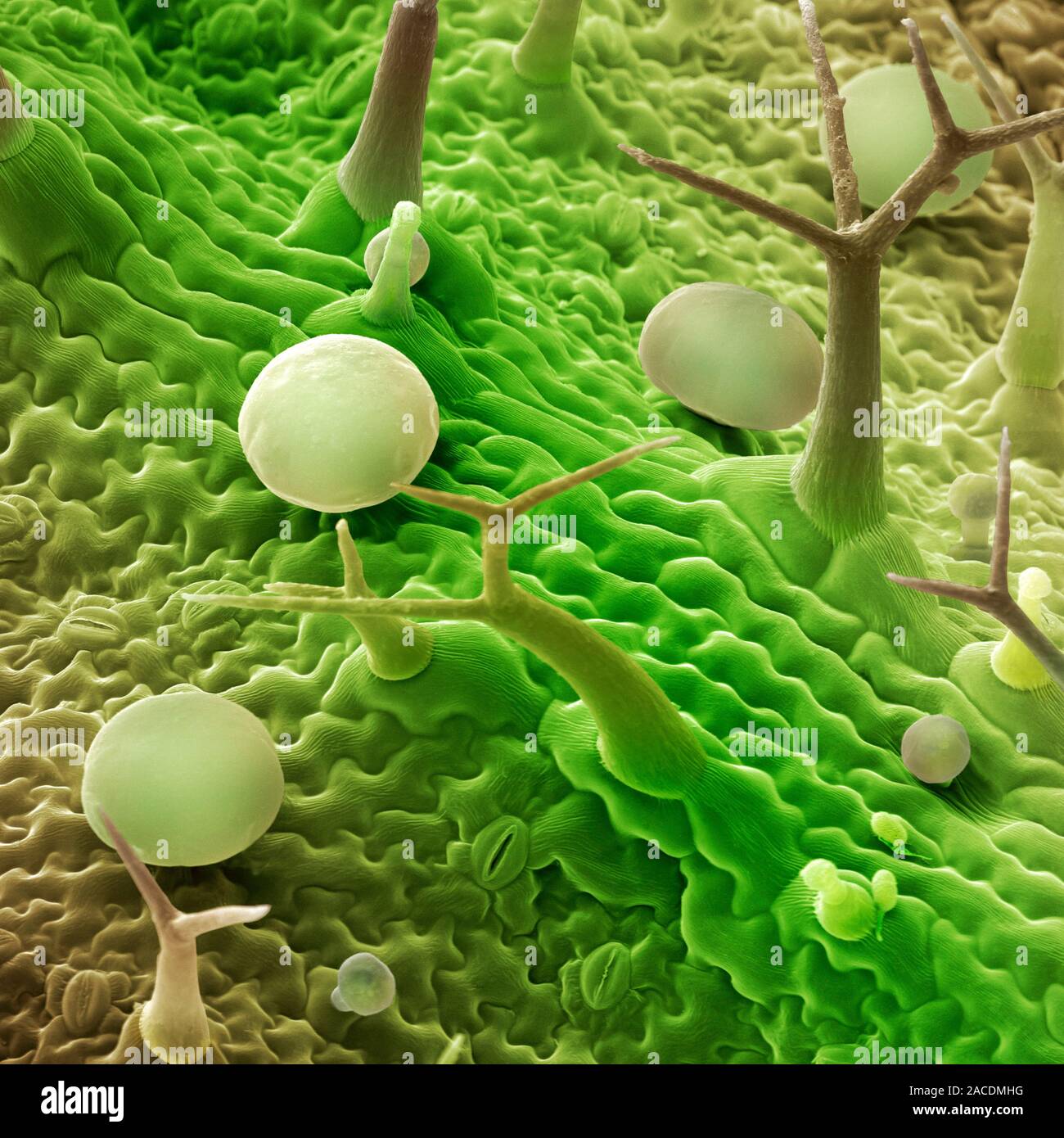 French lavender leaf surface. Coloured scanning electron micrograph ...