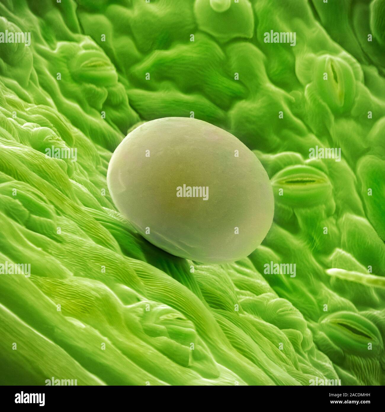 Lavender leaf oil gland. Coloured scanning electron micrograph (SEM) of ...