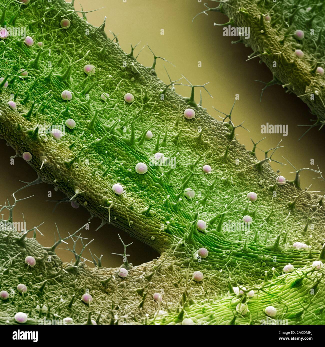 French lavender leaf surface. Coloured scanning electron micrograph ...
