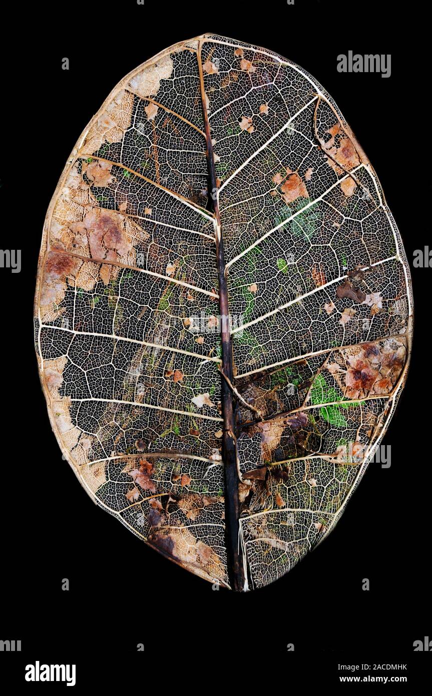 Leaf skeleton. As the soft tissue decomposes, rotted away by ...