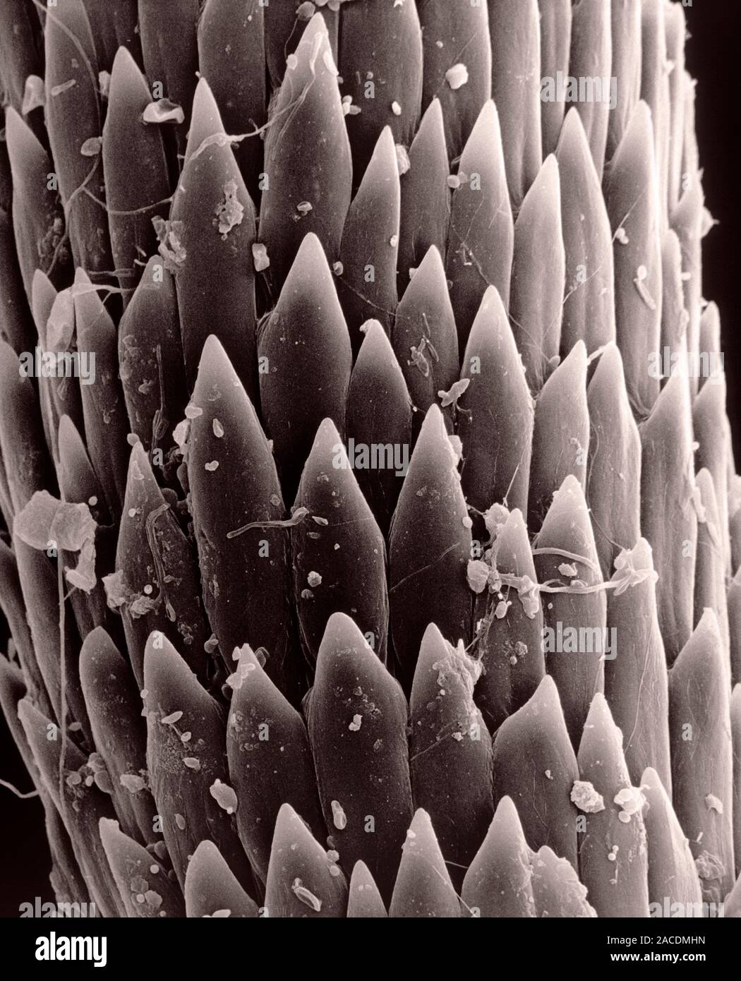 Scanning electron micrograph showing the backward slanting barbs on the ...