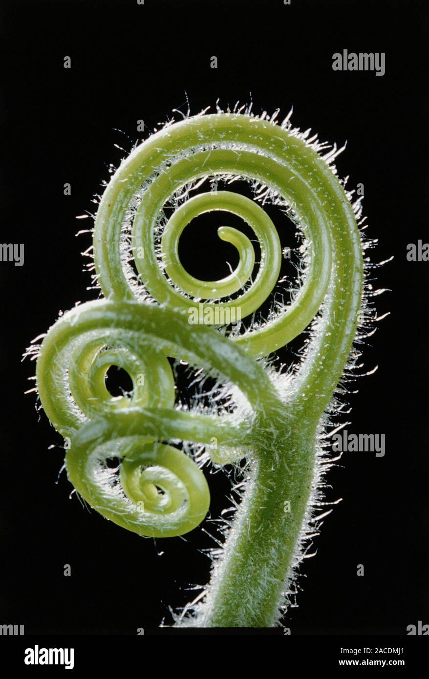Cucurbitaceae Tendril