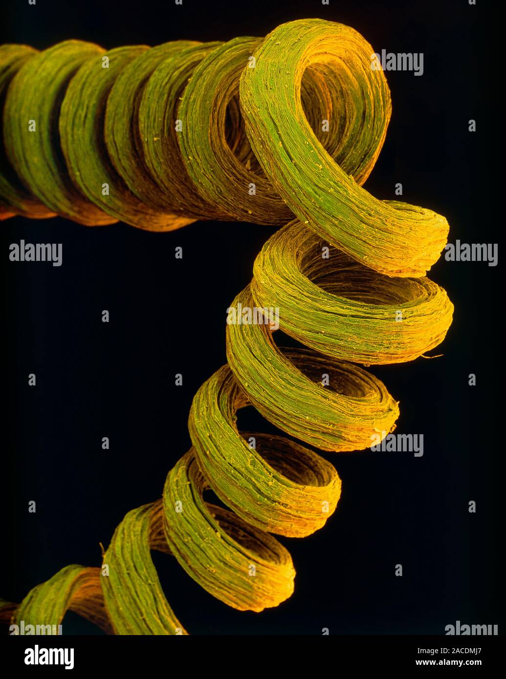 Passion flower tendril. Coloured scanning electron micrograph of a ...