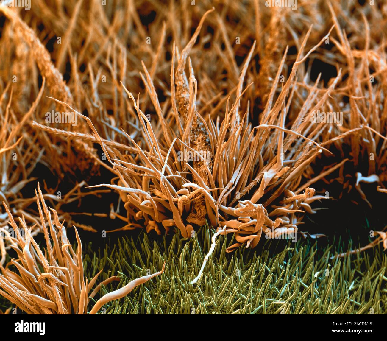 Cactus spines. Coloured scanning electron micrograph (SEM) of glochids ...