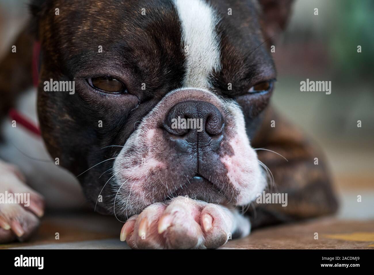 Why Is My Boston Terrier Crying