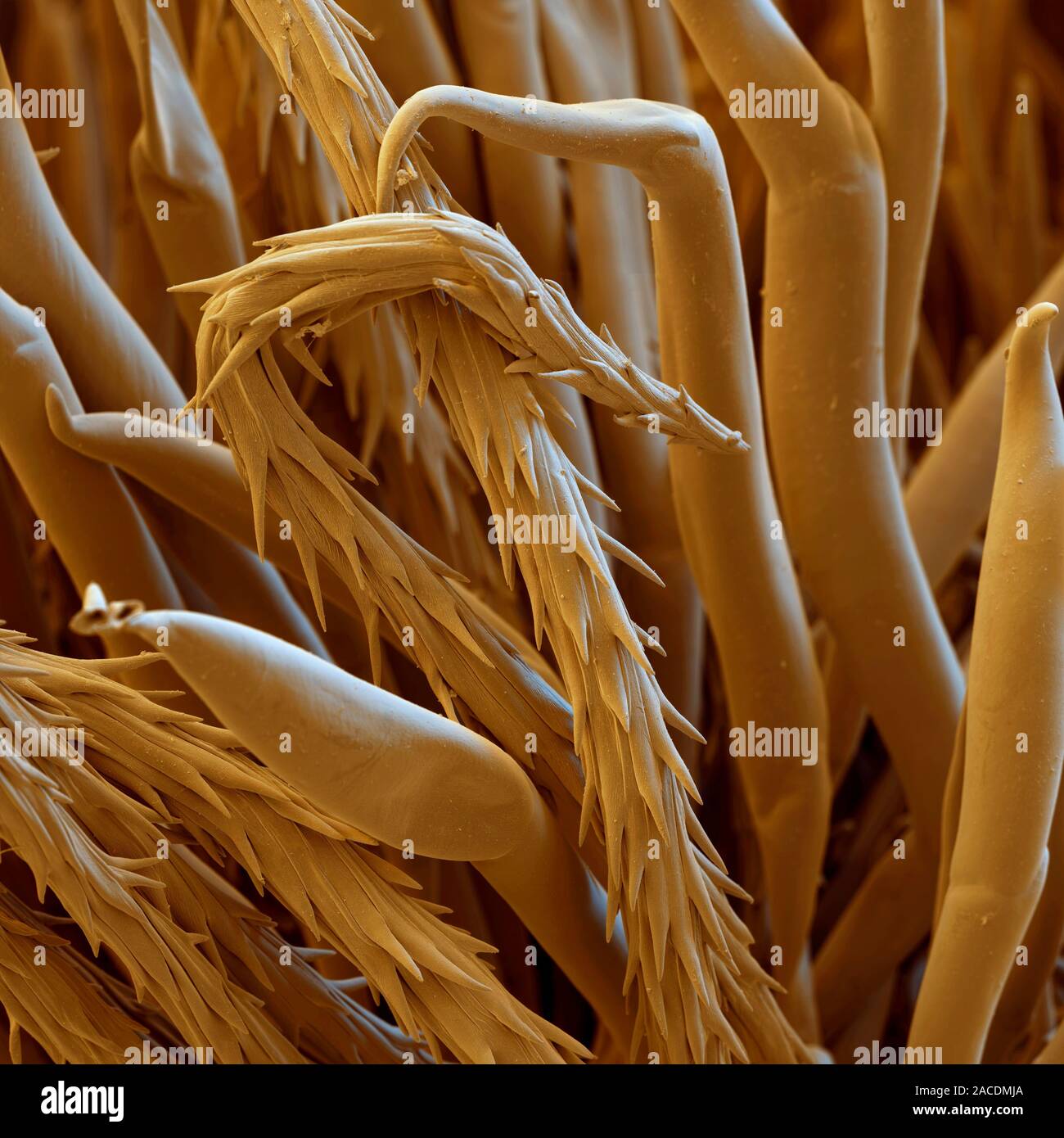 Cactus spines. Coloured scanning electron micrograph (SEM) of the ...