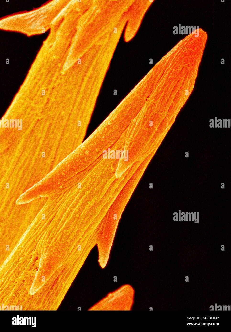 Cactus bristles. Coloured scanning electron micrograph (SEM) of ...