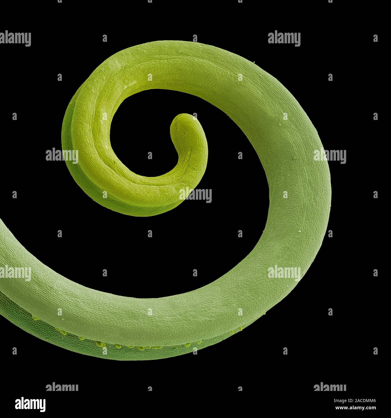 Grape tendril. Coloured scanning electron micrograph (SEM) of a curled ...