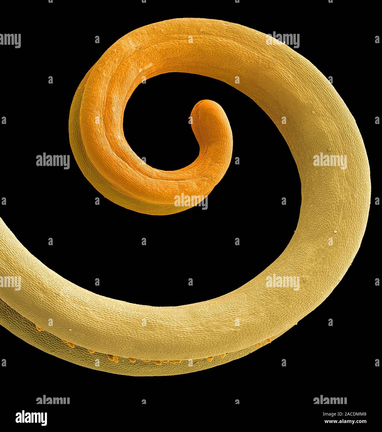 Grape tendril. Coloured scanning electron micrograph (SEM) of a curled ...