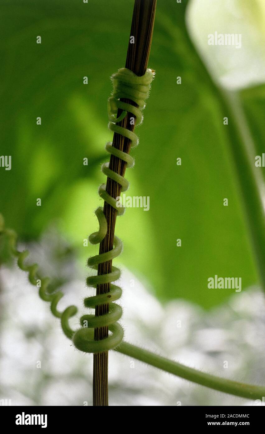Gourd tendril (Cucurbita sp.) coiled around a stem Stock Photo - Alamy