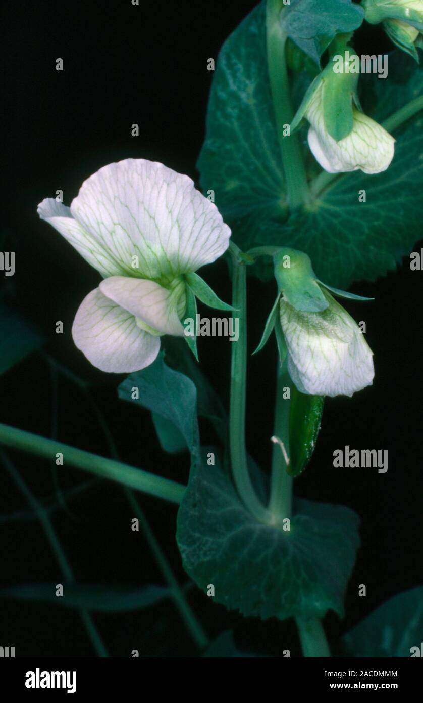 Macrophotograph of the flower of the garden pea, Pisum sativum, showing ...
