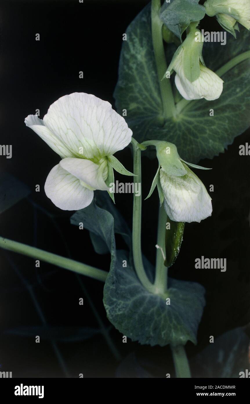Macrophotograph of the flower of the garden pea, Pisum sativum, showing ...