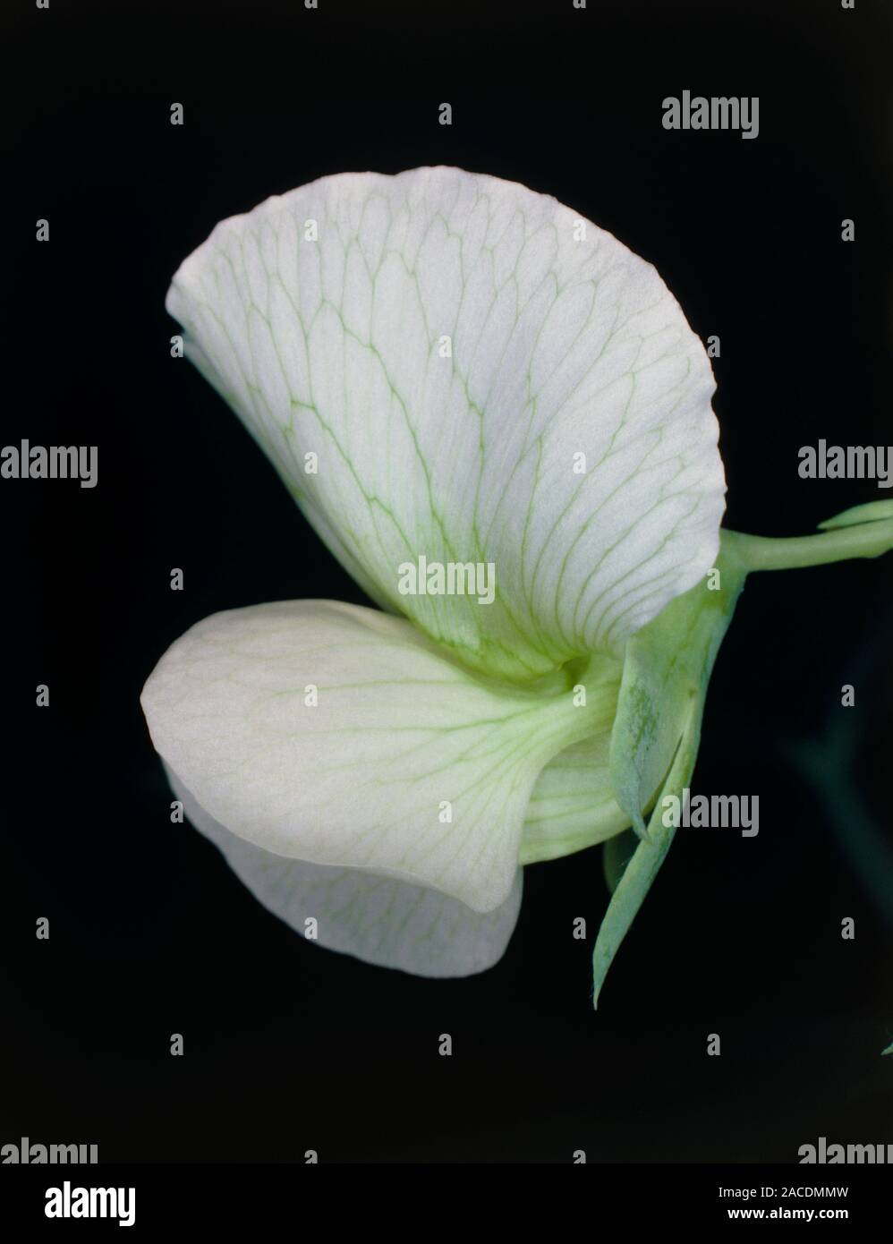 Macrophotograph of a fully open flower of the garden pea, Pisum sativum ...