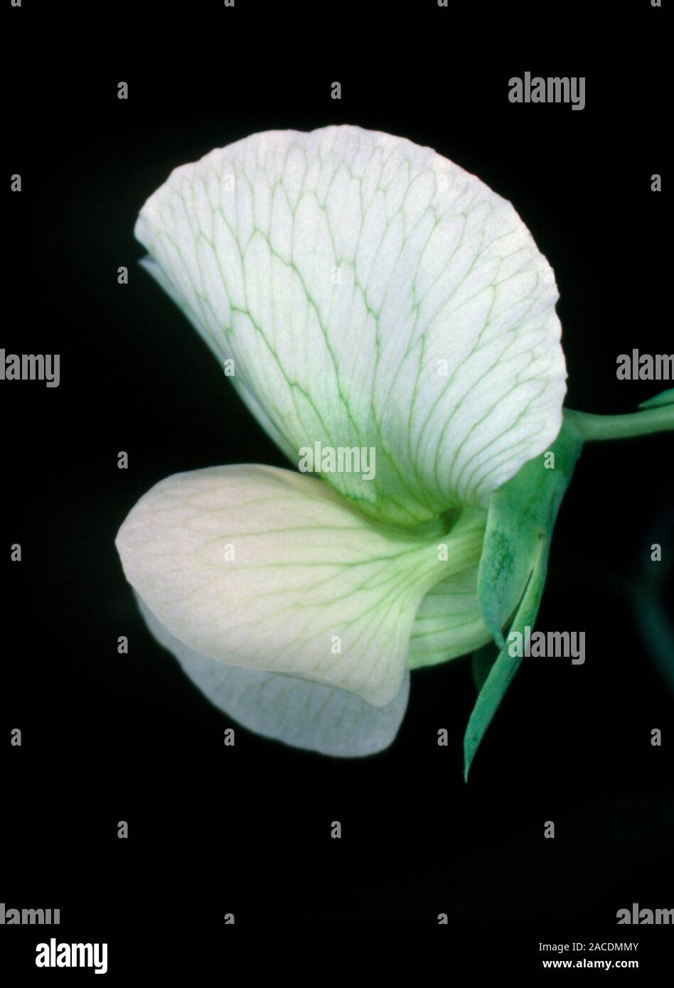 Macrophotograph of a fully open flower of the garden pea, Pisum sativum ...