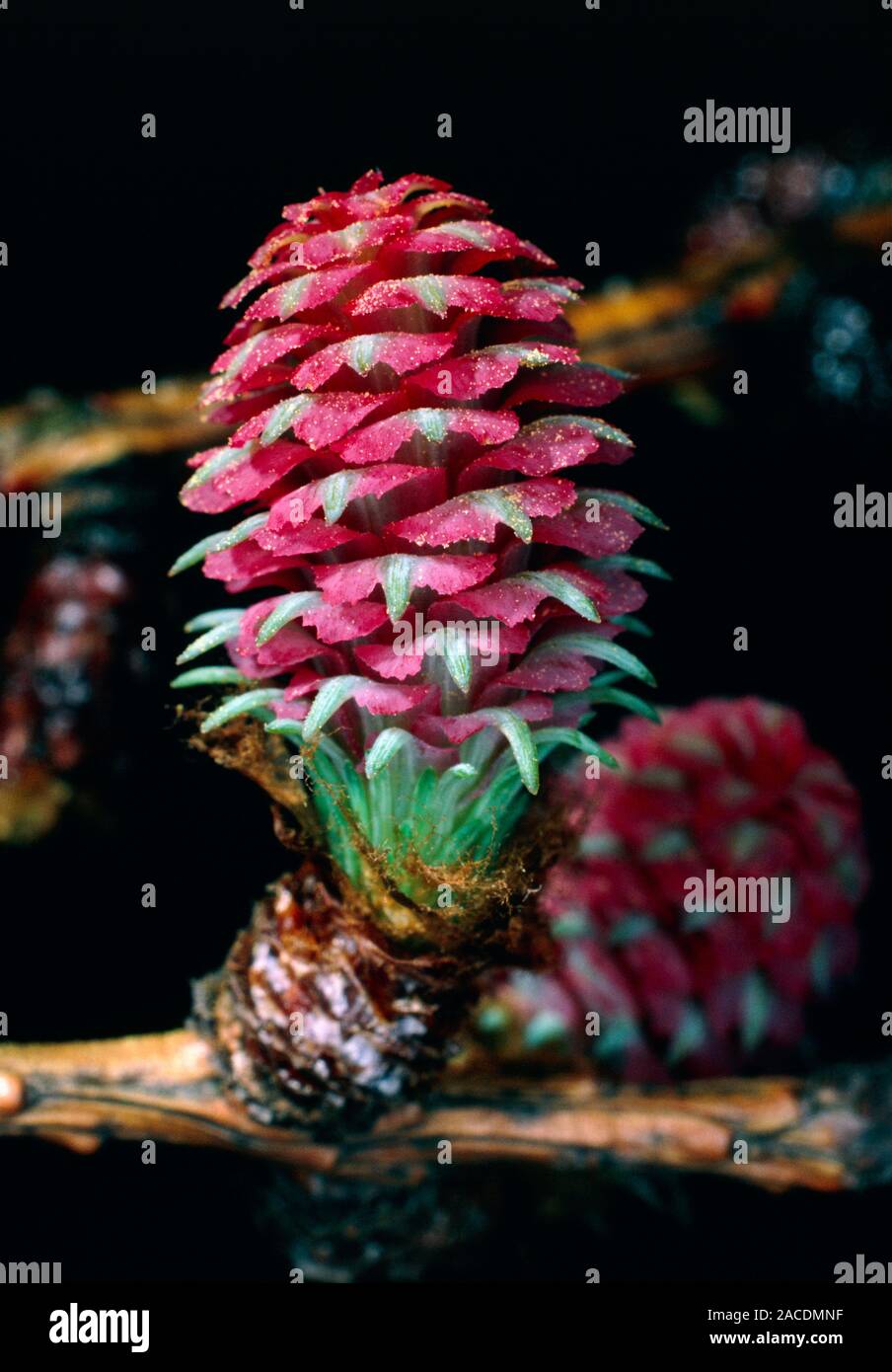 Female flower of the European larch, Larix decidua, which is a wind ...