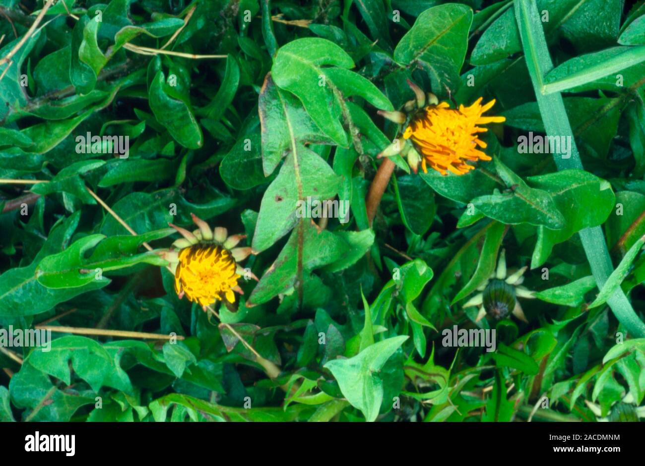 Time lapse sequence of the opening of a dandelion flower shot at half ...