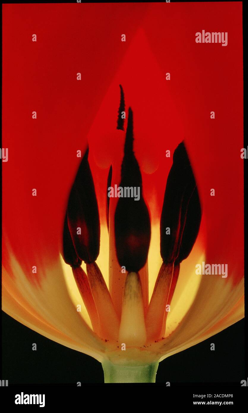 Vertical section through the heart of a tulip flower showing the large ...