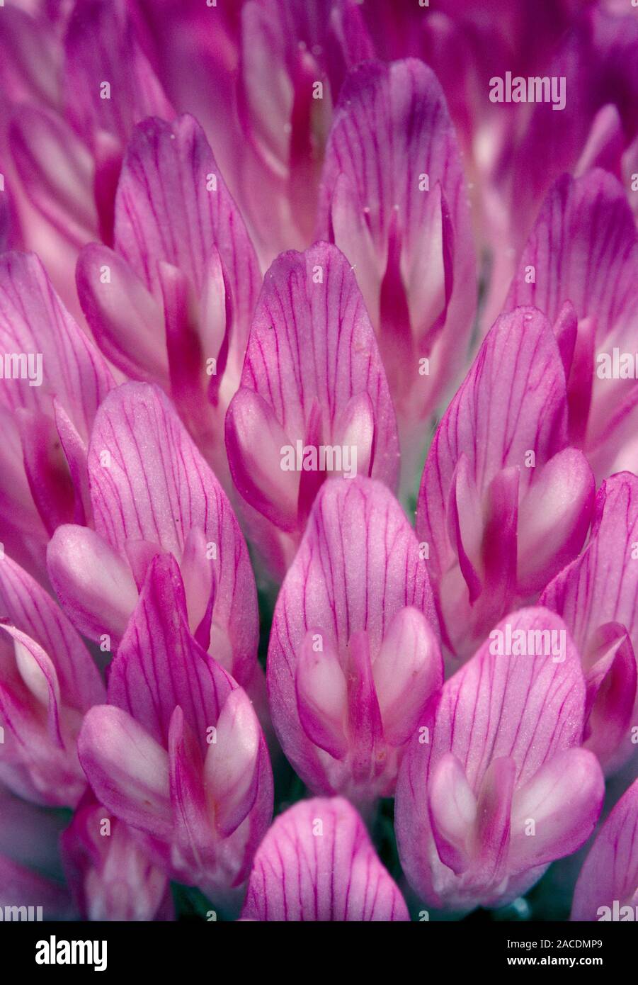 Macrophotograph showing a detail of the clover flower Trifolium ...