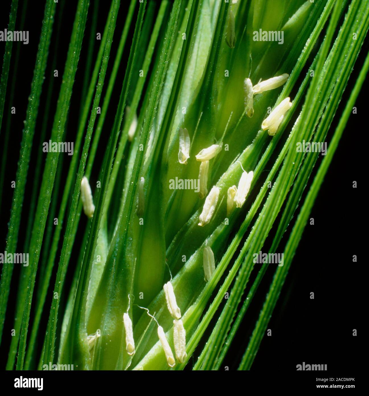 Close-up of an ear of rye, Secale cereale, showing the dangling, pollen ...