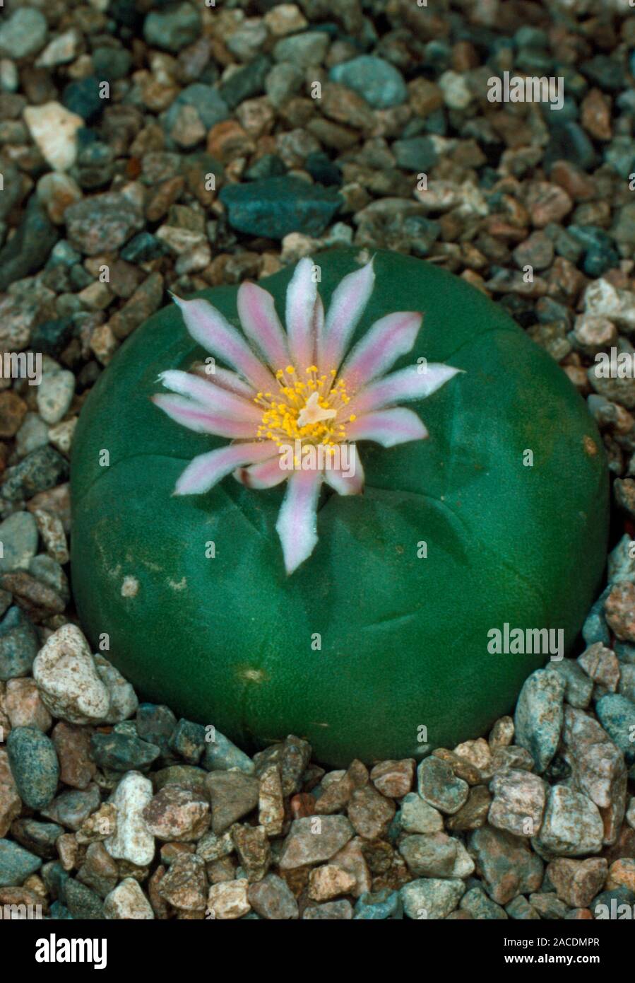 The Mexican peyotl (peyote) cactus, Lophophora williamsii, in flower ...
