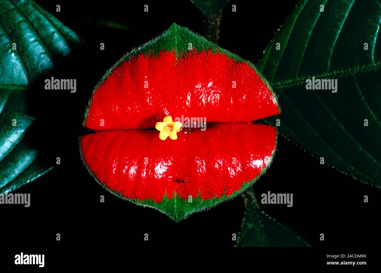 The hot lips plant, a common understory plant of the tropical ...