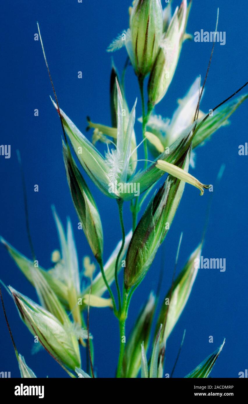 Flowers of the Bearded Couch-grass (Agropyron caninum). Clearly visible ...