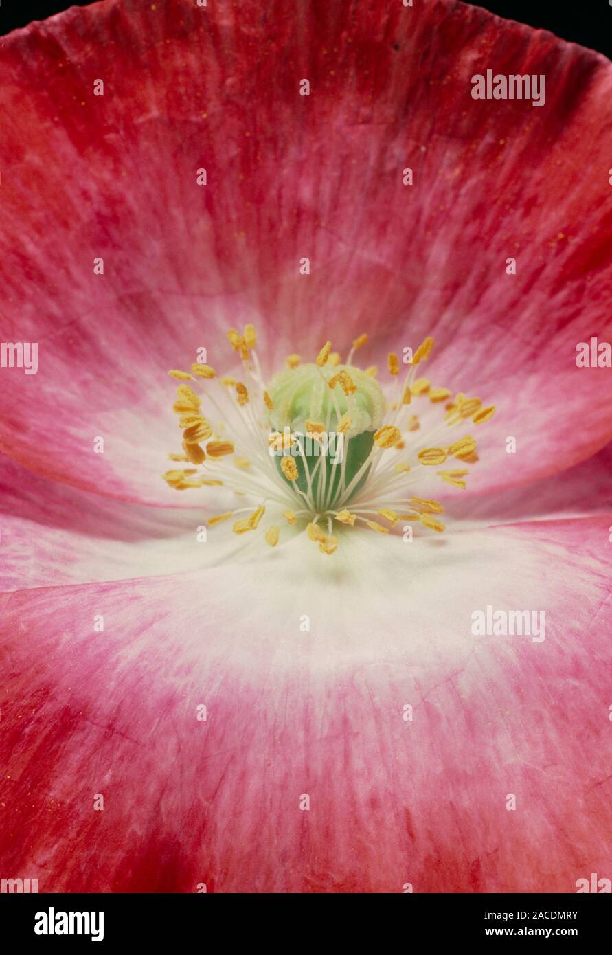 Macro photograph of the floral parts of the Shirley poppy, a garden ...
