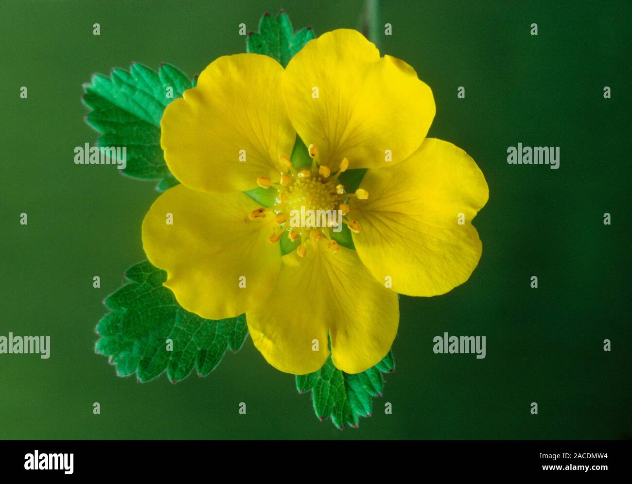 A Potentilla flower with invisible nectar guides on its yellow petals ...