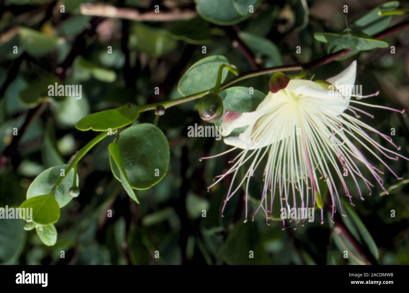 Flower and buds of a wild caper plant (Capparis spinosa). This is a ...