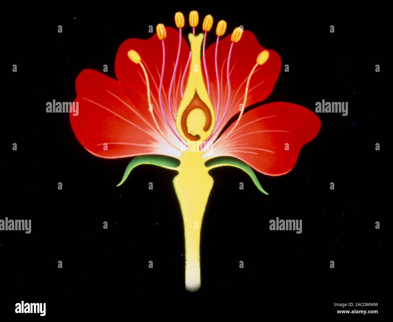 Flower anatomy. Illustration of parts of a flower, seen in longitudinal ...
