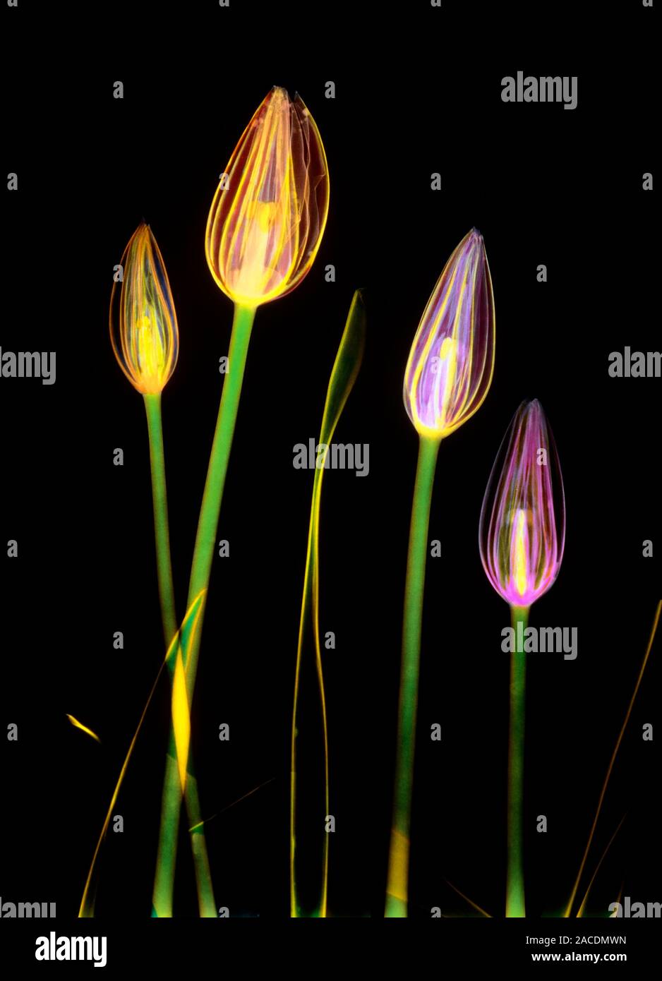 Tulip. Coloured X-ray of tulip flowers, Tulipa sp. Four flower heads ...