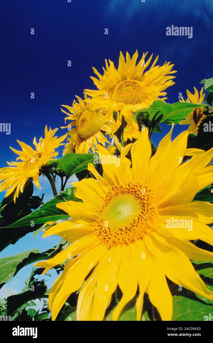 Sunflowers. A group of blooming sunflowers, Helianthus sp. , against ...