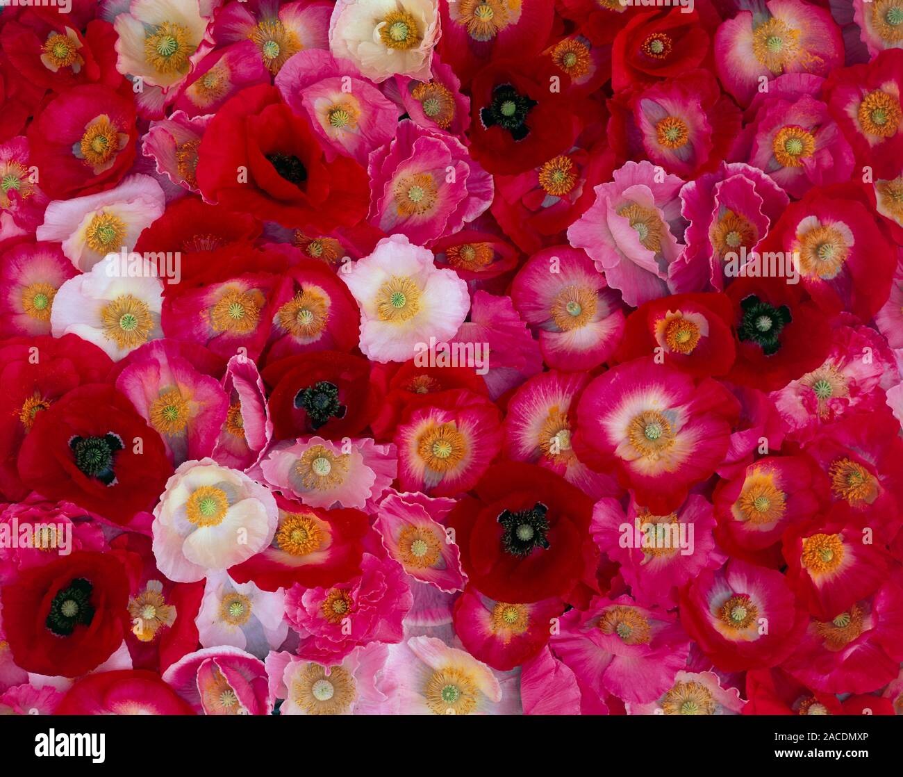 Poppies. Collection of poppy flowers Papaver sp. (family: Papaveraceae ...